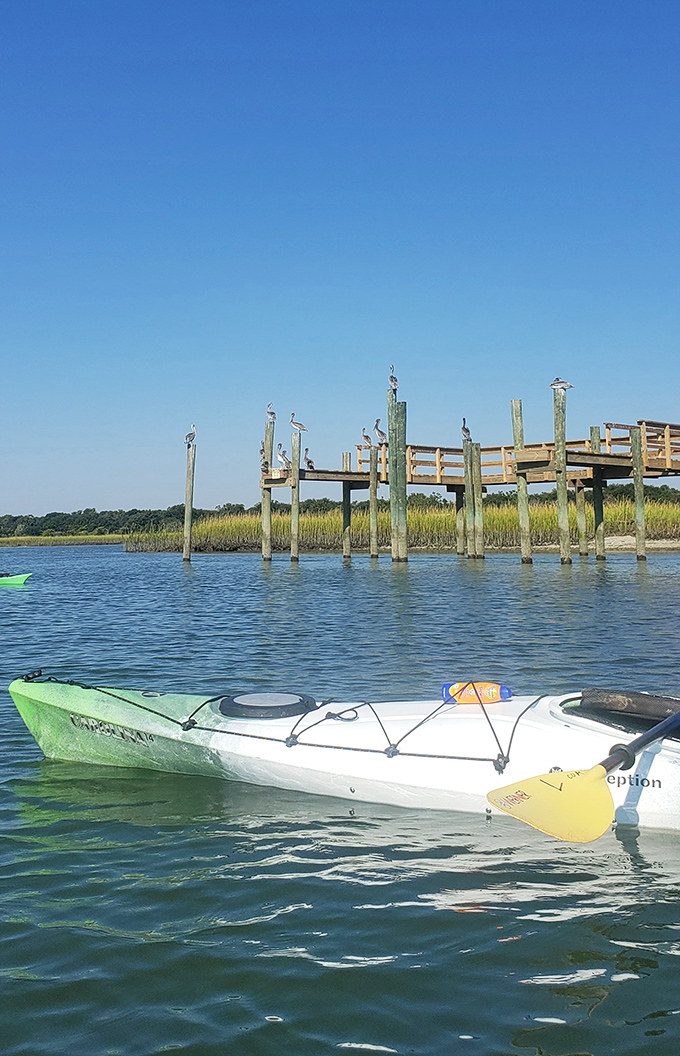Nature's boardroom meeting: pelicans perched on weathered posts while kayakers slip through marshlands that whisper Lowcountry secrets.
