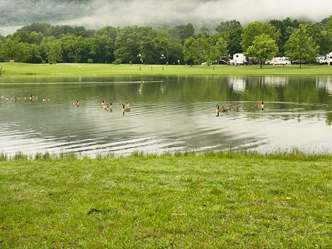 Morning mist hovers over the lake as Canada geese create gentle ripples, nature's way of saying "good morning" to early risers.