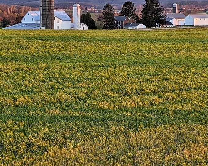 Nature's patchwork quilt: Rolling farmland stretches toward the horizon, dotted with silos standing like sentinels over generations of agricultural tradition.