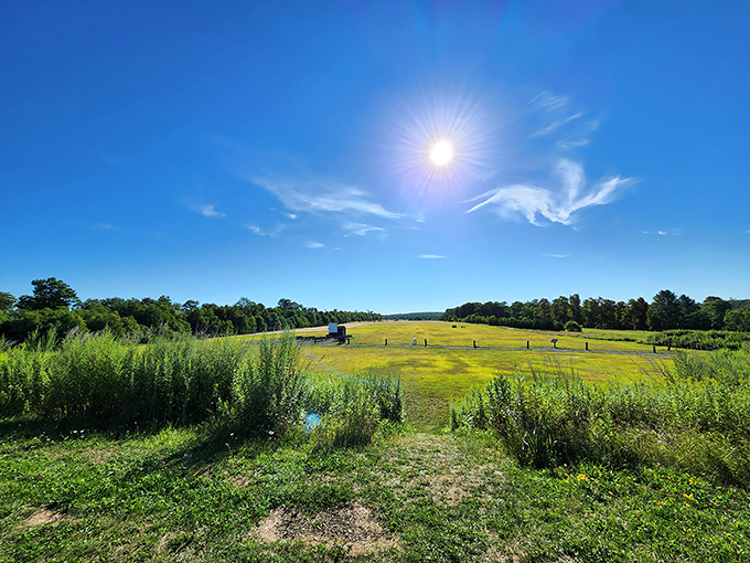 Nature's amphitheater awaits astronomers and dreamers alike. This open meadow transforms into Pennsylvania's premier cosmic observatory after sunset.
