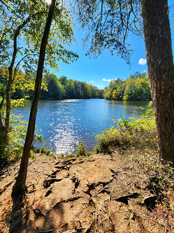 Sunlight dances across Lake Placid's surface like nature's own light show, framed perfectly by Carolina pines standing sentinel along the shore.