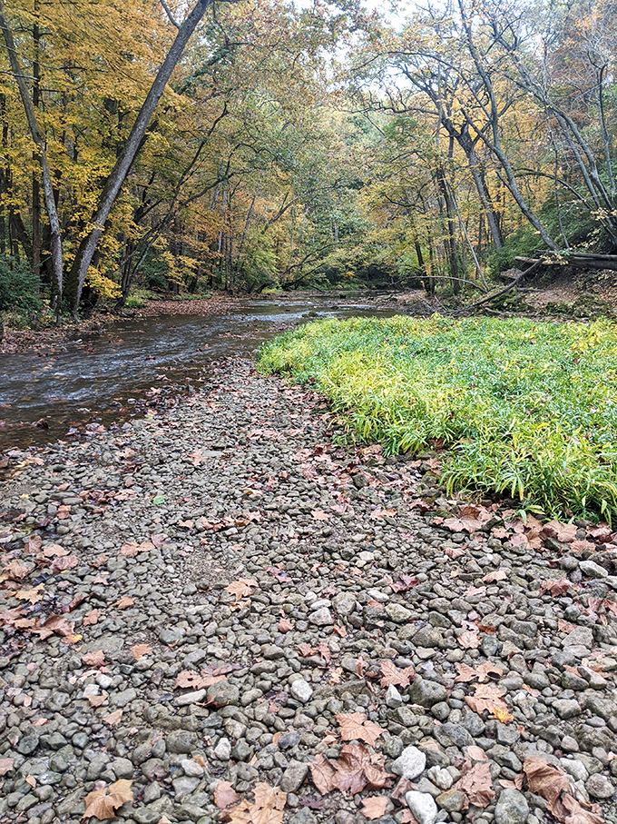 Fall's golden palette transforms Little Miami River into a painter's dream. Those stones have stories older than Ohio itself.