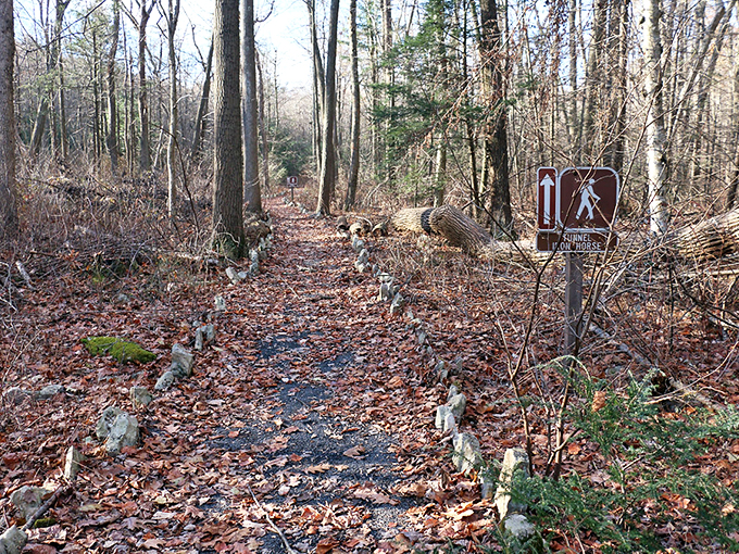 Fall's golden carpet transforms this humble trail into nature's red carpet. Every step crunches with the satisfying sound of autumn's finest work.