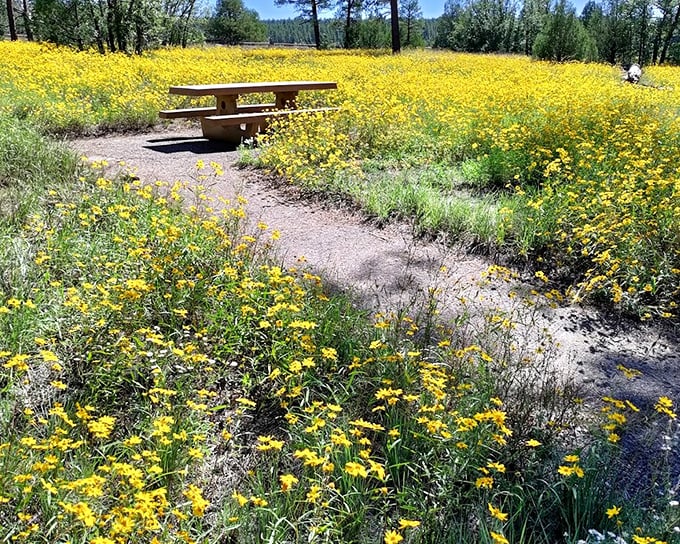 A sea of golden wildflowers surrounds this lonely picnic table, creating nature's version of exclusive dining with a view that beats any five-star restaurant.