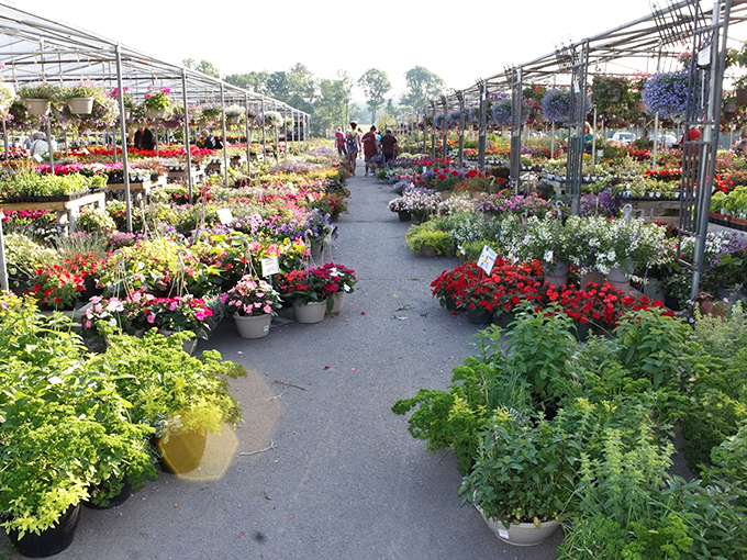 Nature's color palette explodes in the plant section. Even those with self-proclaimed "black thumbs" might find themselves suddenly dreaming of garden glory.