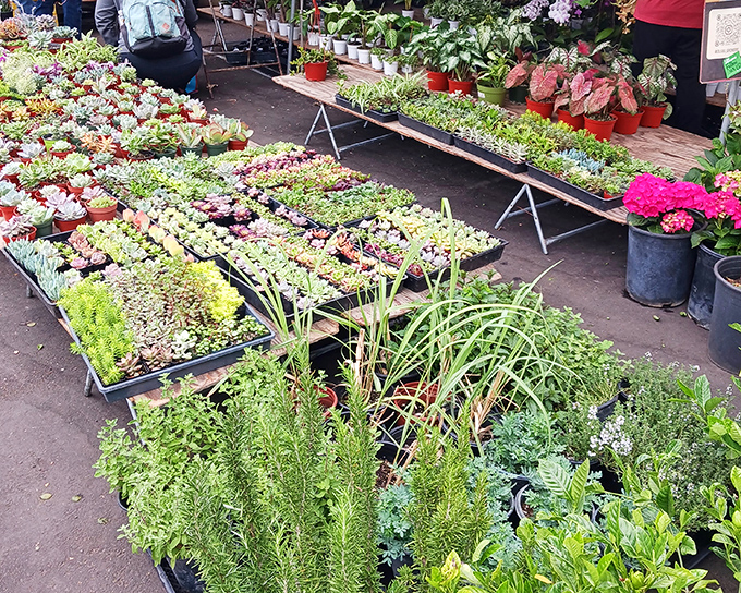 Nature's jewelry store! These succulent displays could convert even the most notorious plant-killer into a proud green thumb collector.