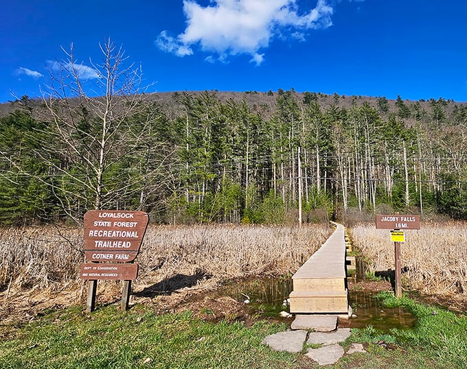 Loyalsock State Forest's wooden signage stands sentinel at the trailhead, promising wilderness wonders just beyond that first step.