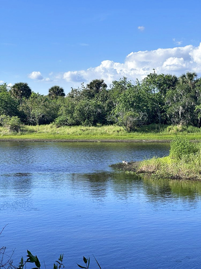 Mother Nature's mirror: The Myakka River reflects the Florida sky in a perfect tableau that Instagram filters couldn't improve if they tried.