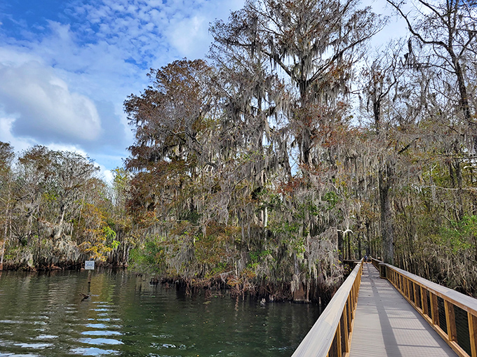 Spanish moss drapes from ancient cypress trees like nature's own decorative bunting, creating a cathedral-like atmosphere along the boardwalk.