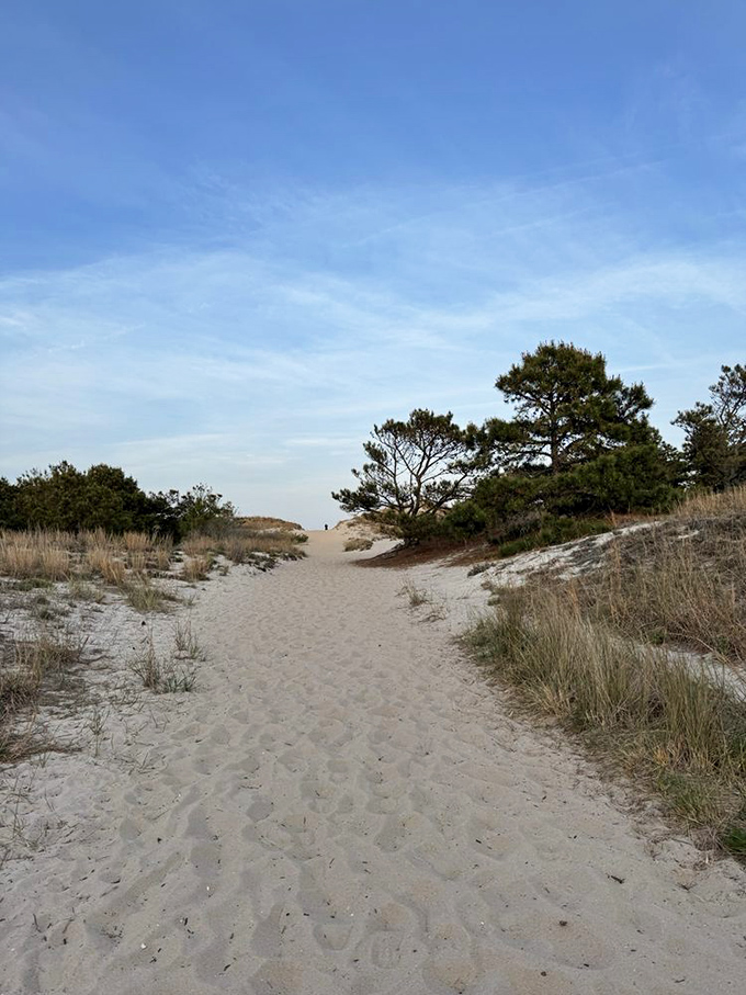 Sandy pathways wind through dunes and pines, nature's version of the yellow brick road. Follow it to discover the Atlantic's embrace.