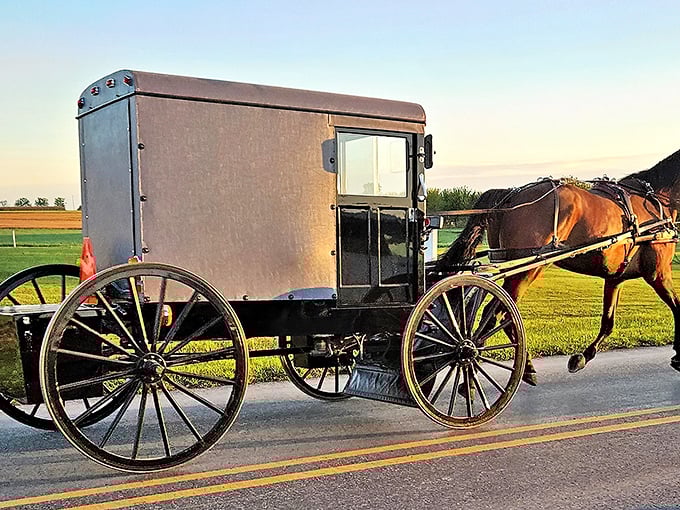 That moment when your Uber has four legs and genuine horsepower - Bird-in-Hand's preferred transportation method.