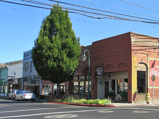 Nature's skyscraper dominates downtown Yreka! This towering green giant watches over brick beauties from a simpler time.