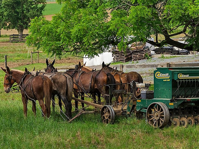 Six-mule team working the fields like a perfectly choreographed dance - no fossil fuels required for this agricultural symphony.