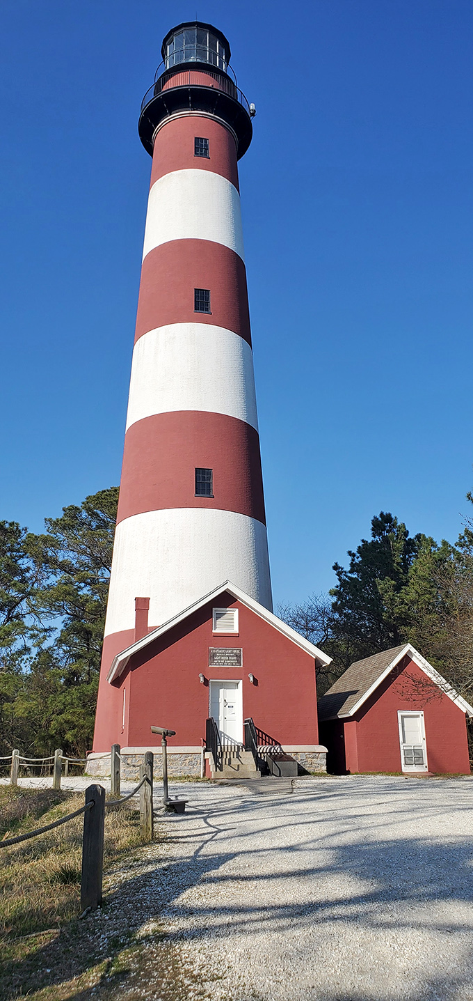 Assateague Lighthouse has been guiding mariners since 1867, its candy-cane stripes a cheerful warning that says "rocks ahead" in the most delightful way possible.