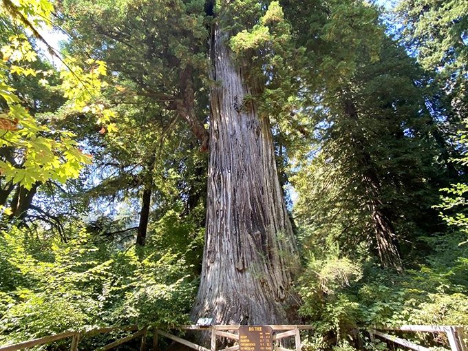 The Big Tree stands sentinel, having witnessed centuries pass like weekend traffic &ndash; a living skyscraper that makes Manhattan's finest look like saplings.