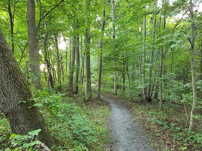 Blackbird State Forest offers nature therapy without the therapist's bill &ndash; just you, the trees, and blessed silence.