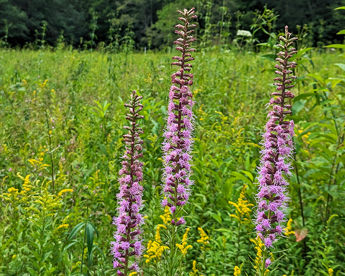 Purple royalty of the prairie: blazing stars stand tall like nature's own exclamation points, surrounded by their golden courtiers in this rare Pennsylvania ecosystem.