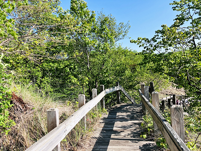 Nature's architects built these wooden boardwalks through lush dunes, offering both accessibility and protection for fragile ecosystems.