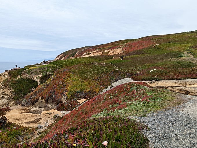 Bodega Head offers panoramic views that make your phone's camera work overtime.
