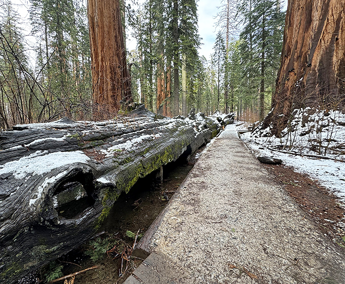 Nature's cathedral: walking among these ancient sequoia giants puts life's little problems into humbling perspective. They've seen it all.