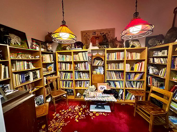The museum's library section houses hundreds of cat-related books under warm pendant lighting, creating a cozy nook any bibliophile would purr over.