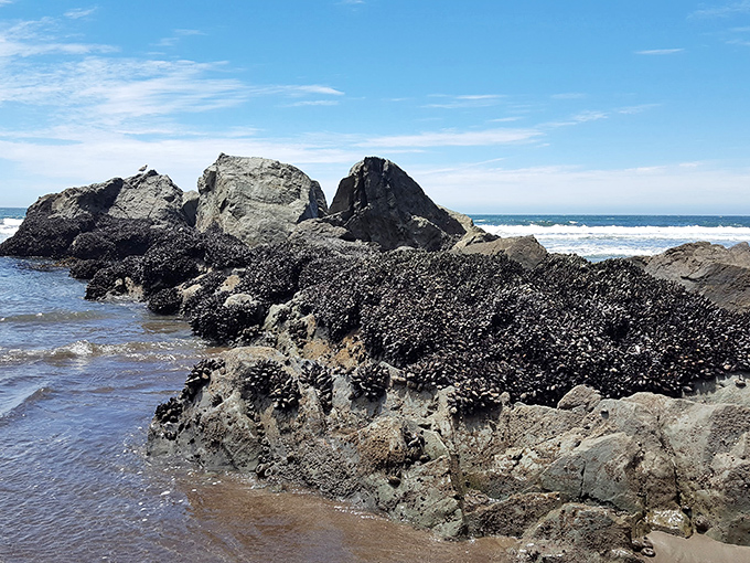 These tide-sculpted rocks have been collecting stories for millennia. Each barnacle and mussel is a tiny historian documenting the Pacific's moods.