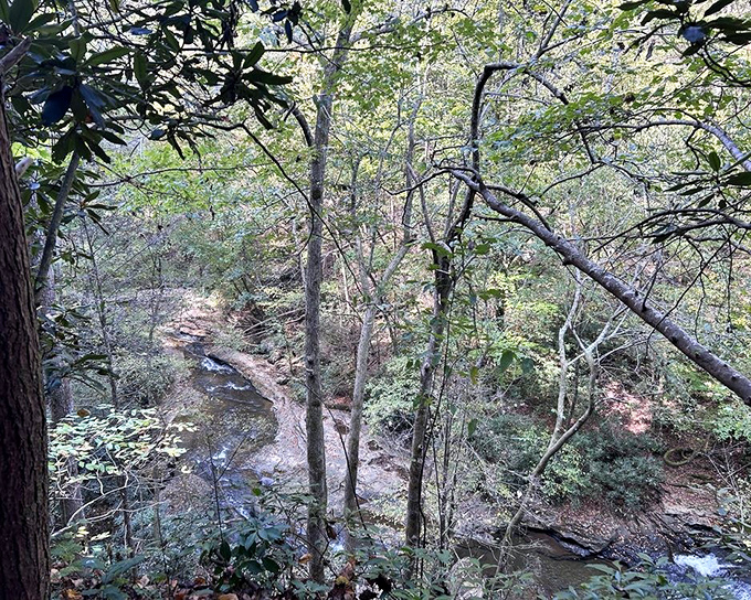 Sunlight filters through a cathedral of trees, illuminating a hidden stream below. Thoreau would have written volumes about this spot alone.