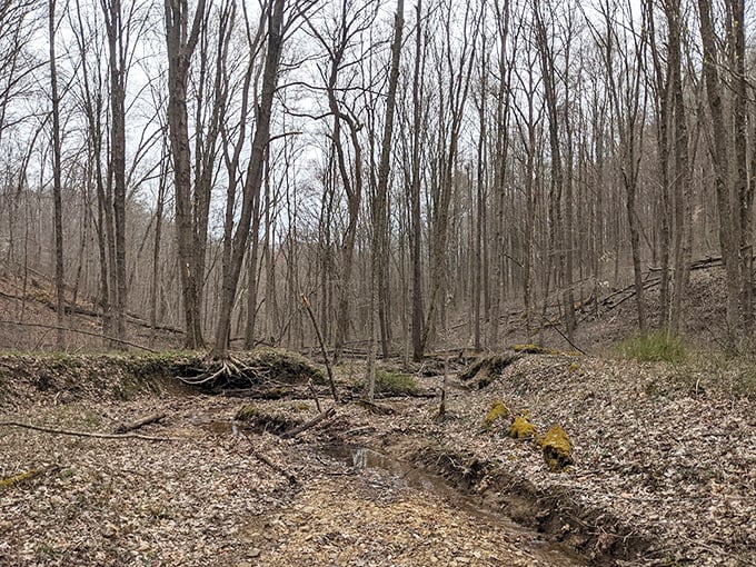 
Winter's quiet revelation. The forest floor tells stories of seasonal cycles, where what appears dormant is merely gathering strength for spring's grand comeback.