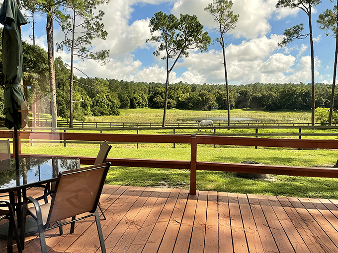 Morning coffee tastes better with this view. A deck overlooking Florida's natural landscape beats any five-star hotel balcony I've encountered.