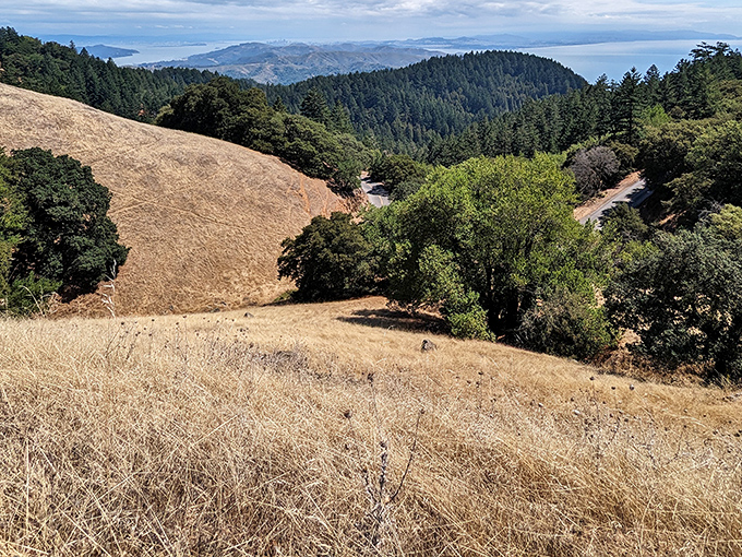 Golden hills roll toward the horizon like nature's version of a luxury duvet, with the Bay's waters glimmering in the distance.
