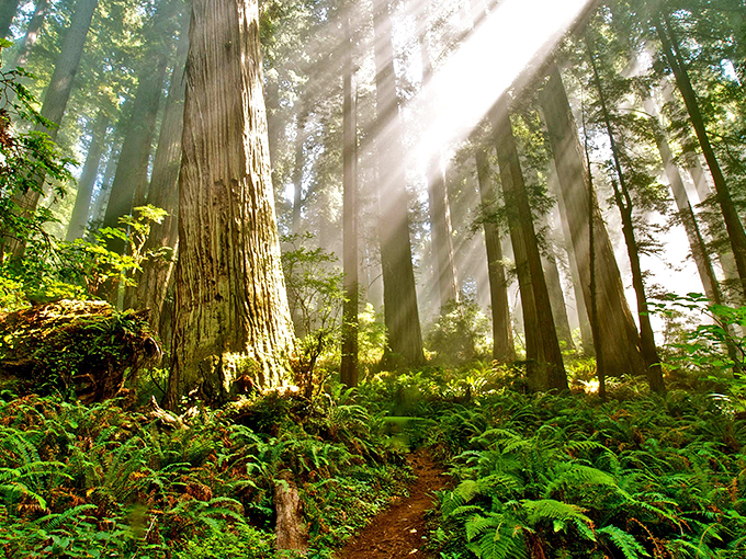 Sunbeams pierce through the canopy like nature's own spotlight show, illuminating every magical forest detail.