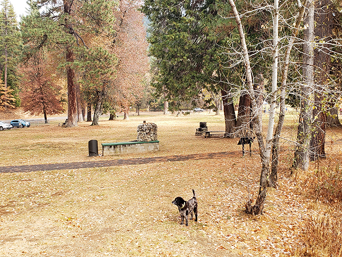 Fall in Quincy's parks means golden leaves, towering pines, and the kind of open space that makes city dwellers question their life choices.