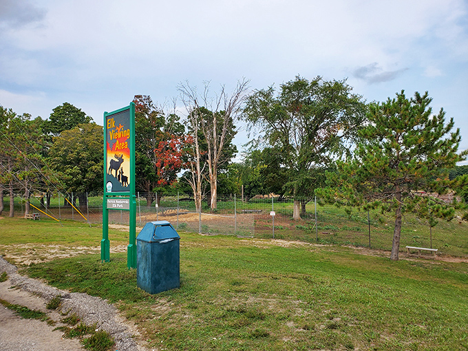 Elk Viewing Area might be the most Michigan sign ever. Where else can you find majestic wildlife and a practical blue trash bin in perfect harmony?