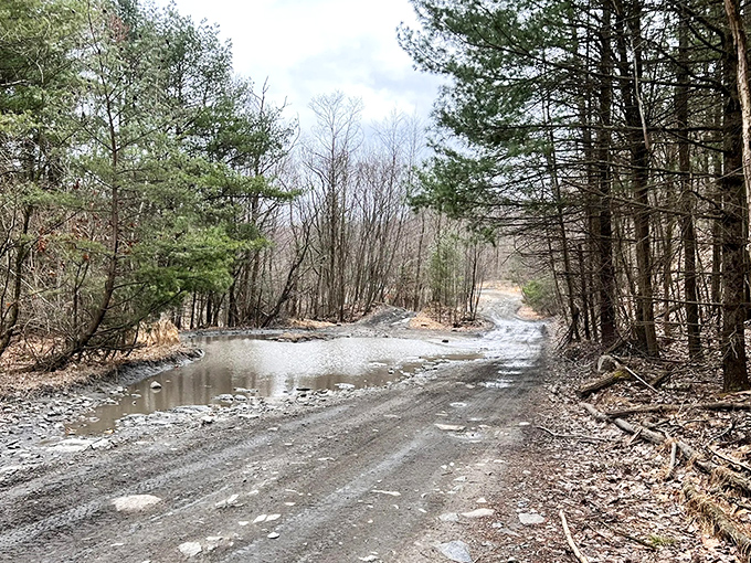 Nature reclaims its territory just minutes from downtown. This rugged trail offers solitude that expensive meditation apps can only promise.