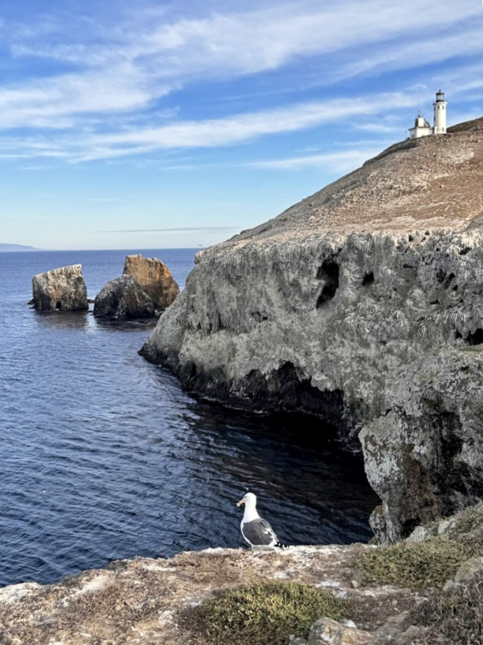 Where land meets sea in dramatic fashion, the lighthouse keeps its eternal watch while a seagull contemplates its next seafood dinner.