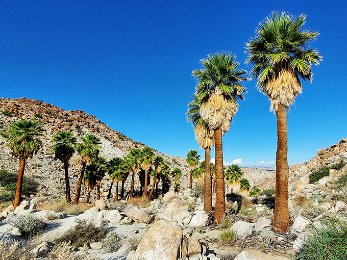 Palm trees standing tall like nature's own welcoming committee. They've mastered desert survival while looking fabulous &ndash; the supermodels of the plant kingdom.