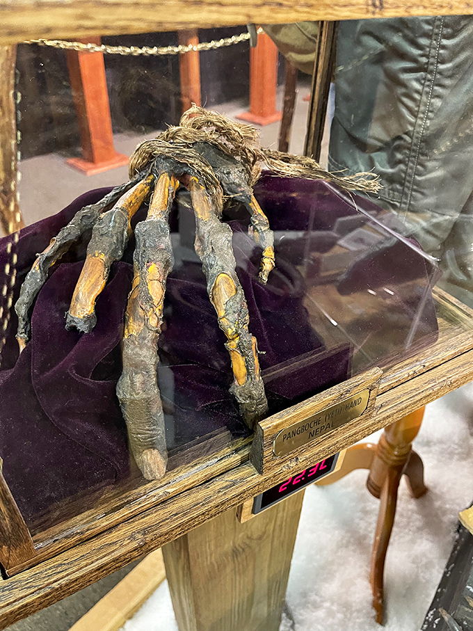 The alleged Pangboche Hand sits like a macabre jewelry display. Those fingers look like they could palm a basketball... or terrify your camping buddies.