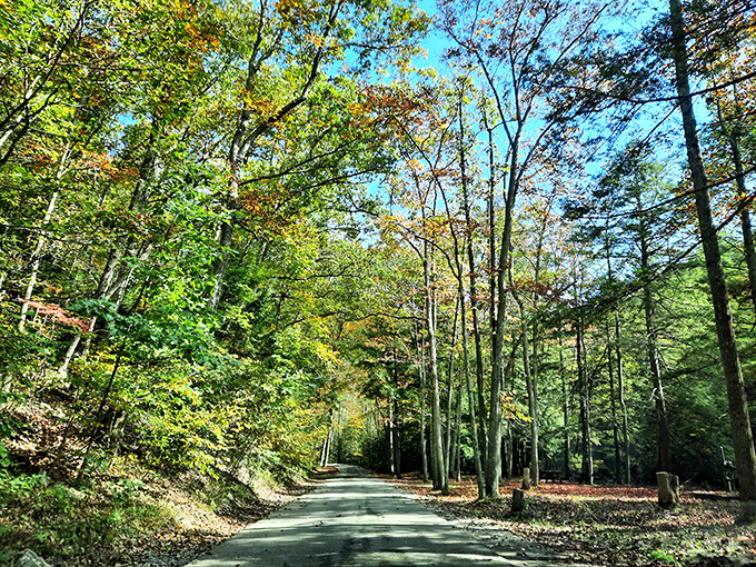 The road less traveled, literally. Sunlight filters through the canopy, creating a dappled pathway that beckons you deeper into Pennsylvania's best-kept secret.
