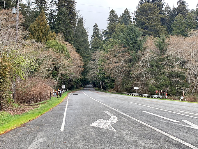 Where Highway 101 meets serenity. The transition from everyday California to timeless wilderness happens in an instant.