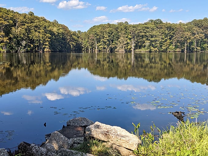 Reflections dance across the still waters near Edenton, where cypress trees stand sentinel over a landscape that hasn't changed much in centuries.