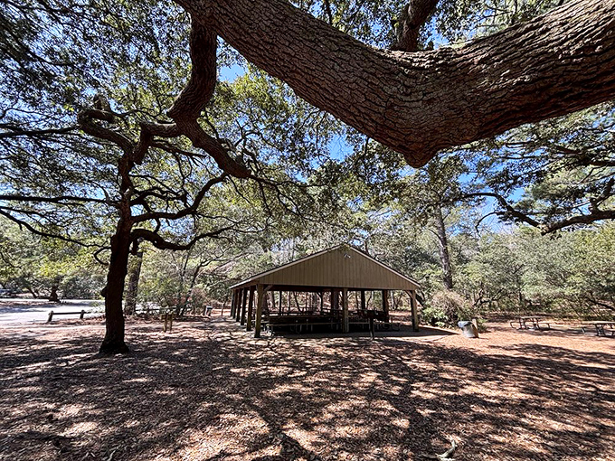 Nature's dining room awaits under towering pines, where picnic tables promise lunches infinitely better than anything eaten at your office desk.