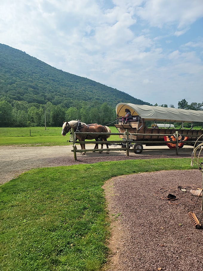 Against the backdrop of Pennsylvania's rolling hills, these gentle giants await their next journey through the landscape they've helped humans traverse for centuries.