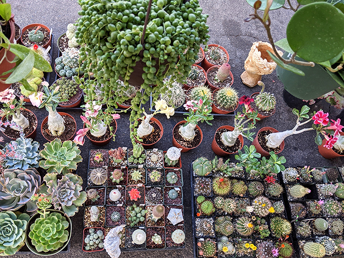 A botanical wonderland where succulents and cacti create a desert garden tableau. Plant parents, prepare your windowsills&mdash;temptation grows in tiny pots here.