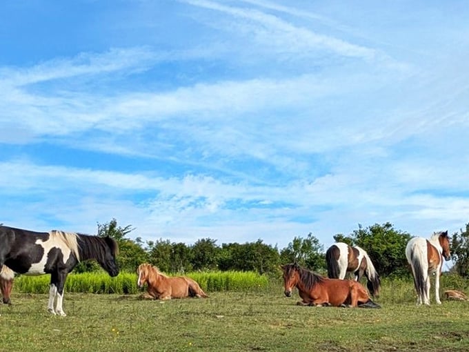 The famous wild ponies of Grayson Highlands taking their afternoon siesta. These equine celebrities are the park's most photogenic residents, no headshots required.