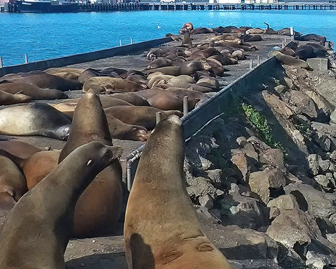These sea lions have mastered the art of social distancing long before it was trendy &ndash; except when it comes to their afternoon nap sessions.