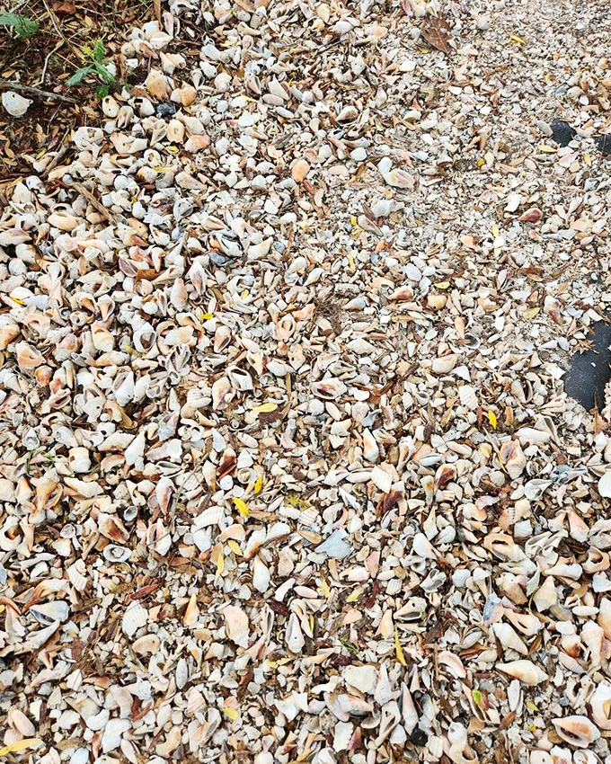 Nature's mosaic: Thousands of tiny shells create a natural carpet that crunches satisfyingly underfoot&mdash;like walking on nature's potato chips.