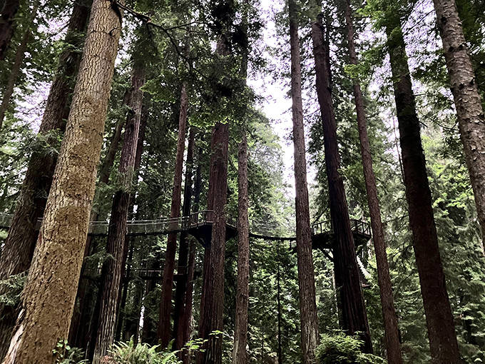 Among ancient redwoods, walkways let you commune with these silent giants without the neck strain. Nature's cathedral, no admission fee required.