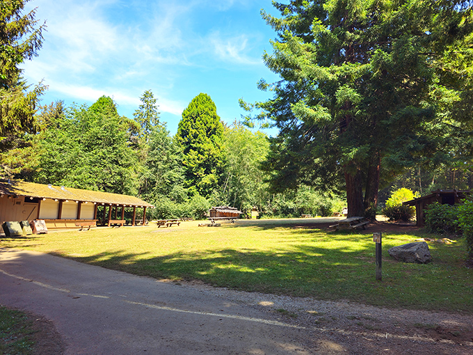 The perfect picnic spot where squirrels judge your sandwich choices and trees provide natural air conditioning.