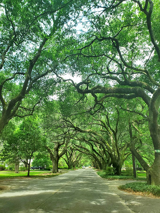 Nature's cathedral &ndash; South Boundary Avenue's oak canopy creates a living tunnel that makes even the most rushed driver slow down in reverence.