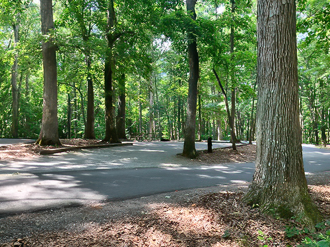 Dappled sunlight plays hide-and-seek between towering trees, creating nature's own air conditioning on even the hottest Virginia days.